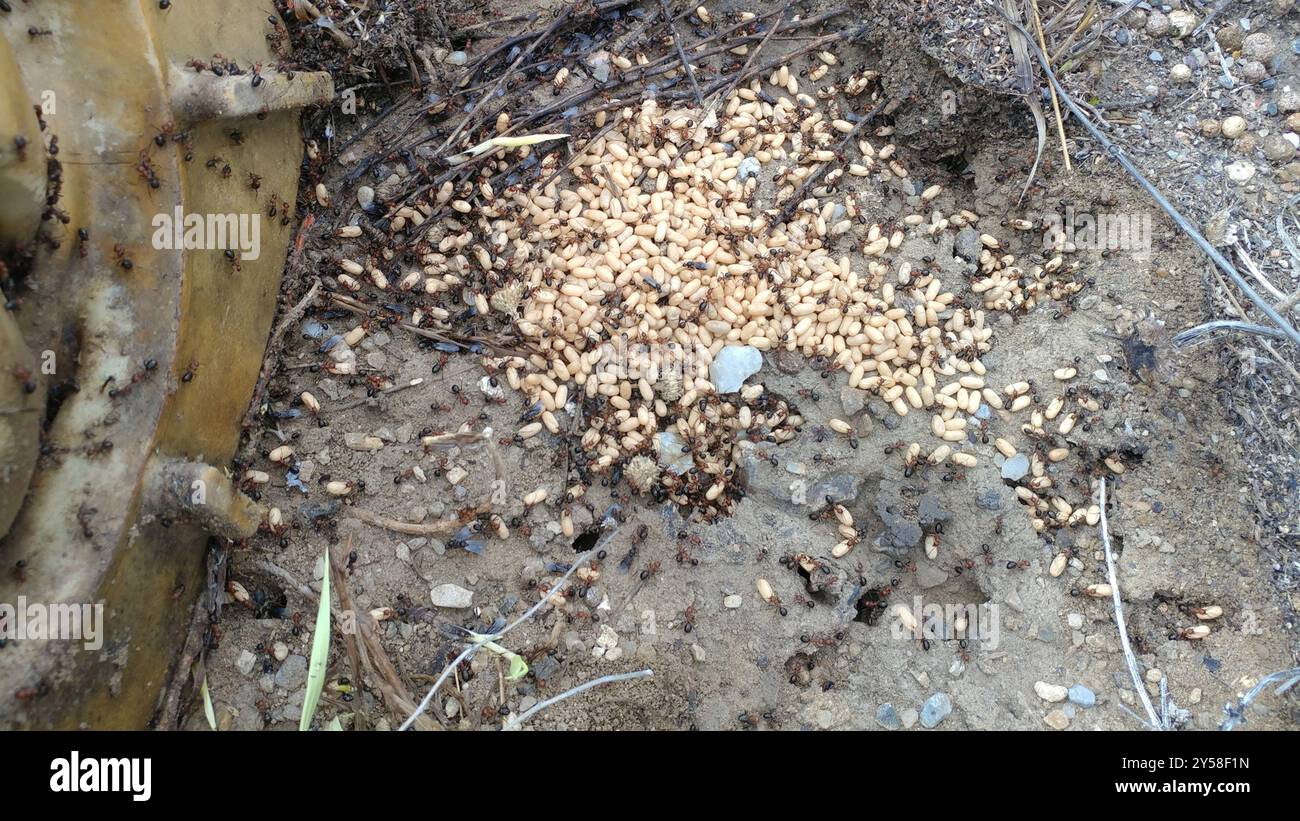 Wood, Mound, and Field Ants (Formica) Insecta Stock Photo - Alamy
