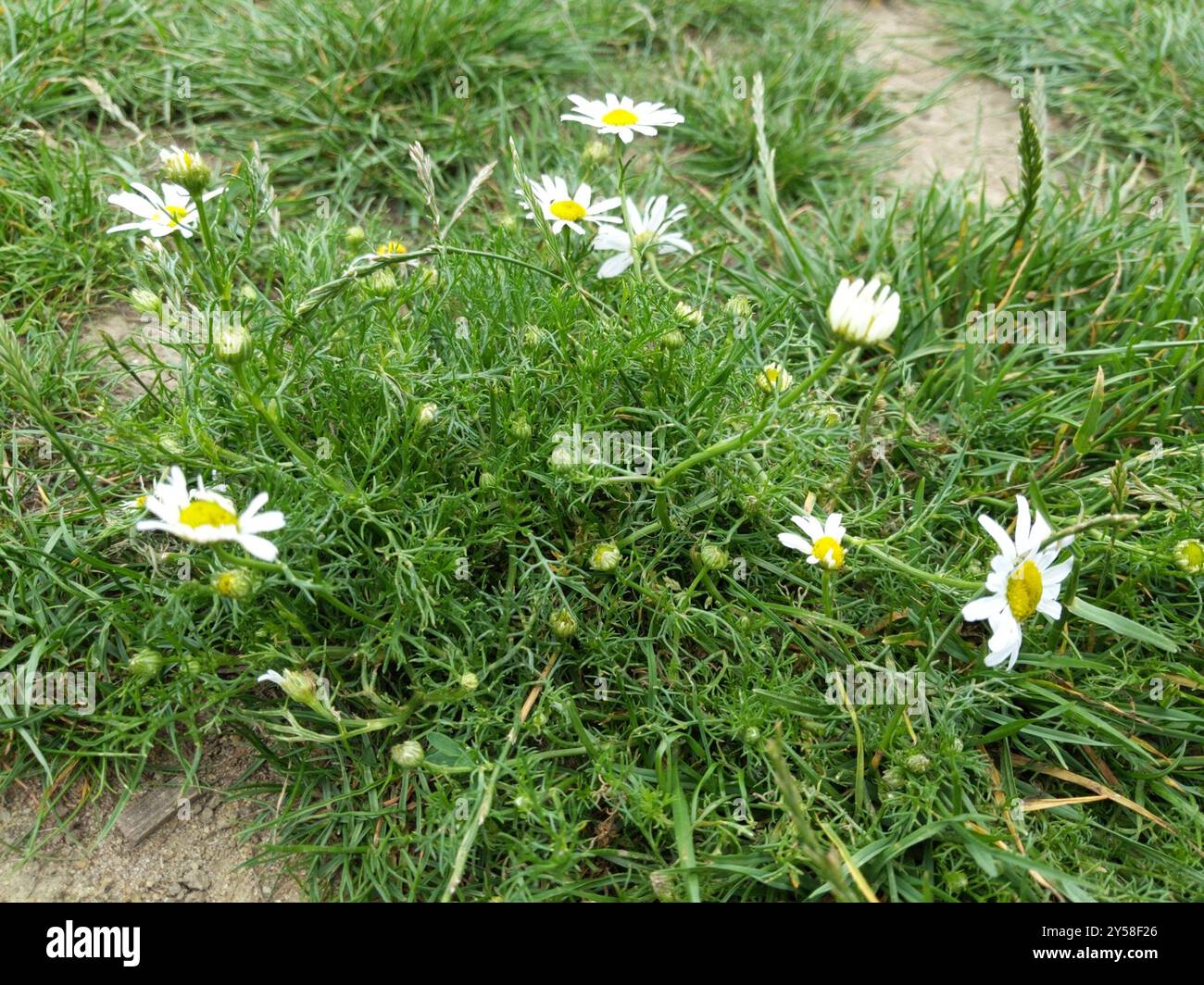 scentless mayweed (Tripleurospermum inodorum) Plantae Stock Photo - Alamy