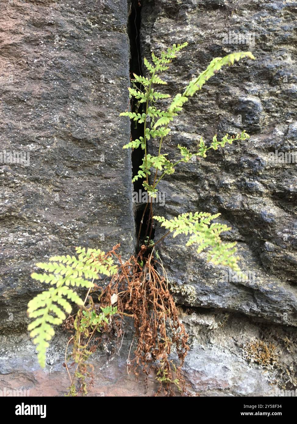 ferns (Polypodiopsida) Plantae Stock Photo - Alamy