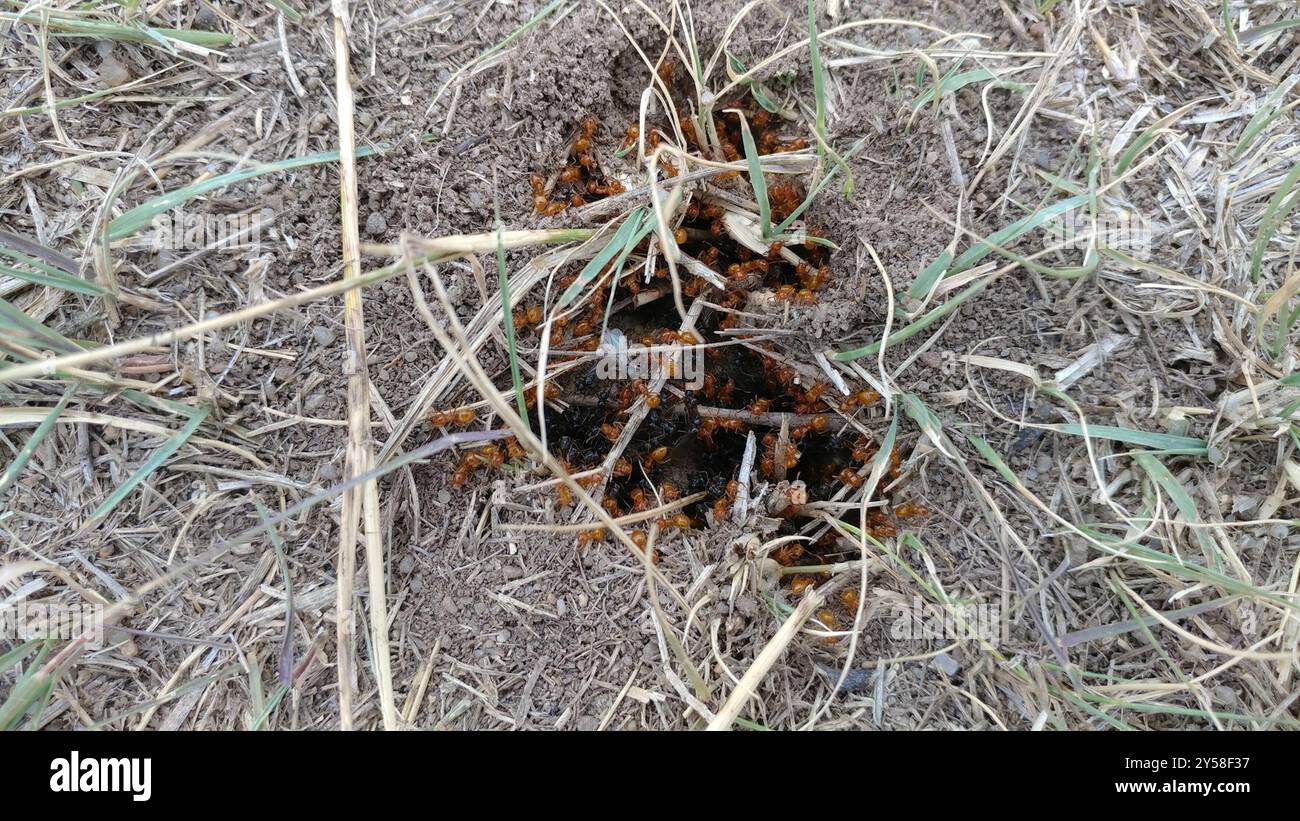 Acanthomyops hi-res stock photography and images - Alamy