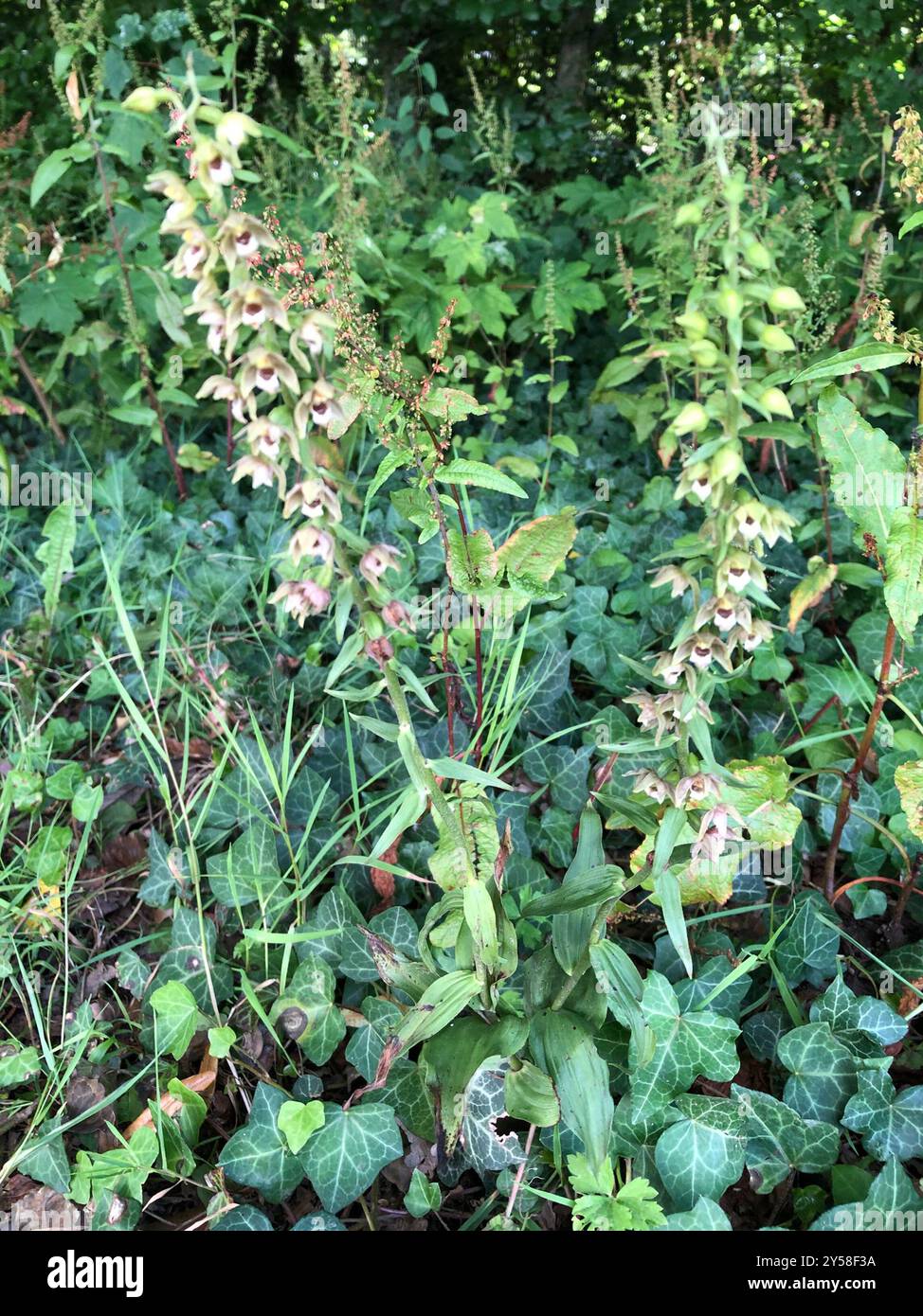 Broad-leaved helleborine (Epipactis helleborine) Plantae Stock Photo ...