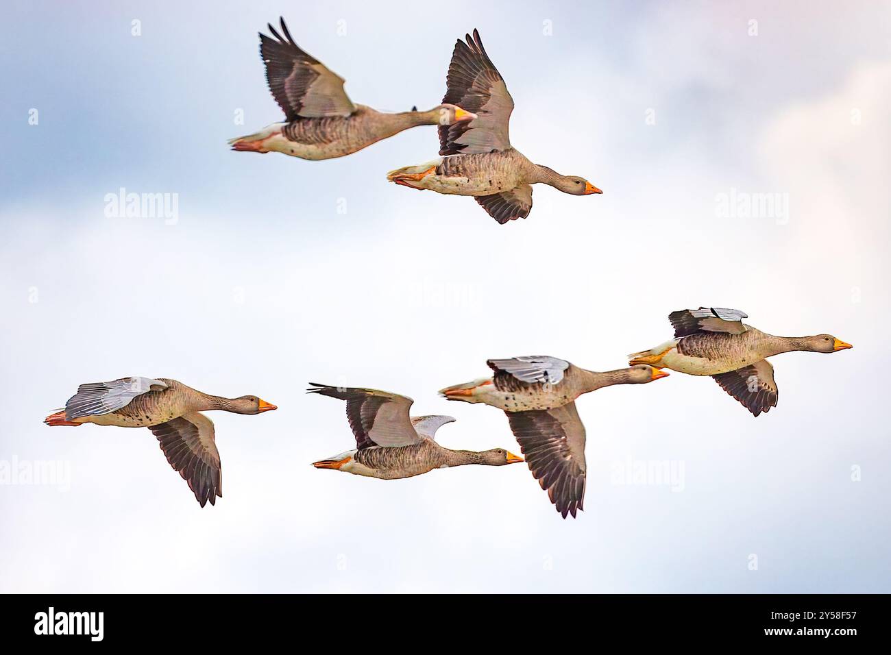 Greylag Goose, RSPB Old Hall Marshes, Essex, UK Stock Photo - Alamy