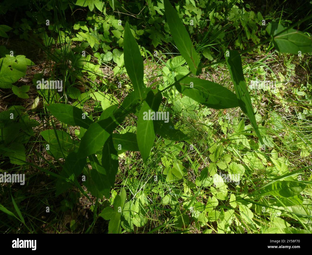 purple lettuce (Prenanthes purpurea) Plantae Stock Photo - Alamy