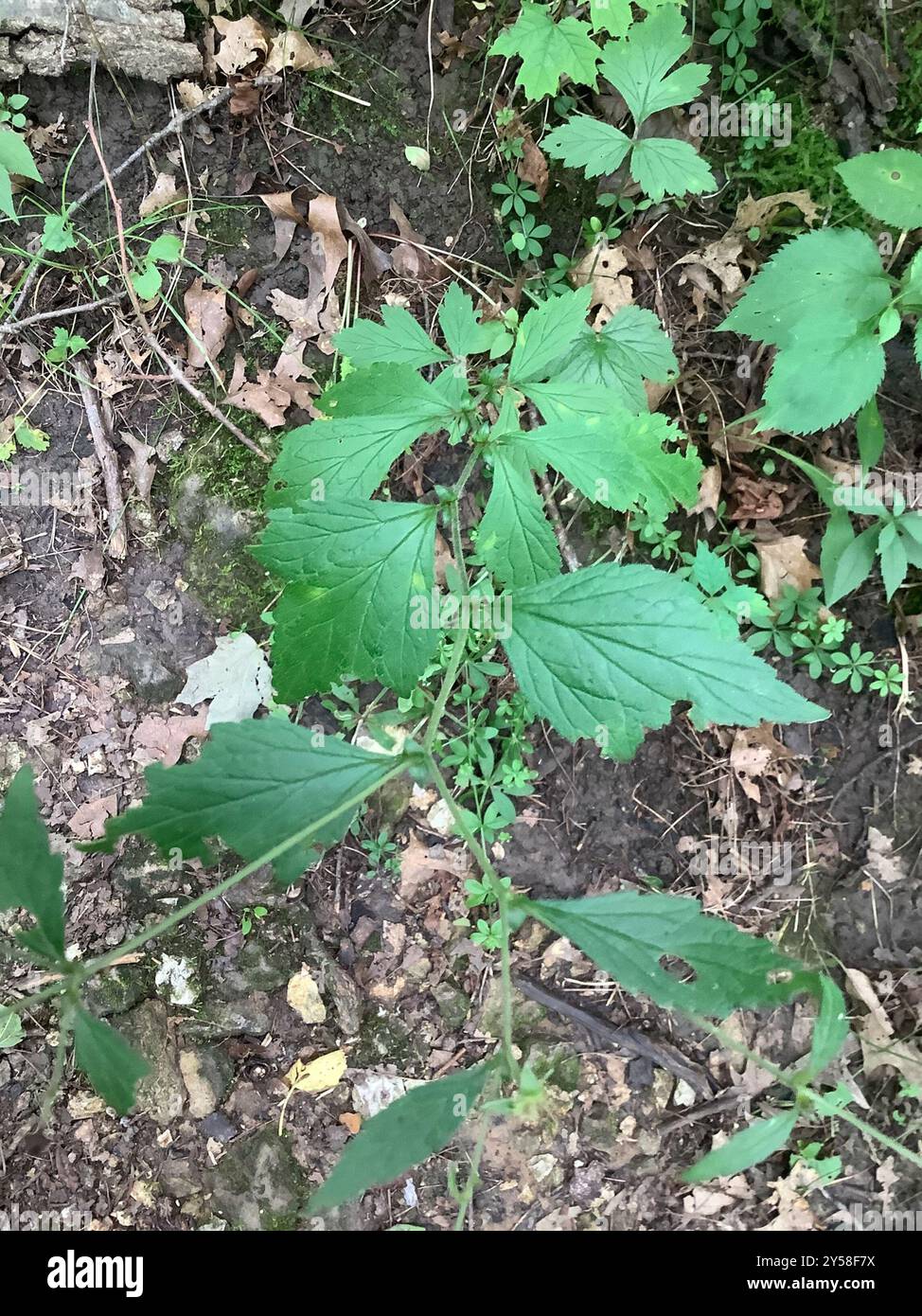white avens (Geum canadense) Plantae Stock Photo - Alamy