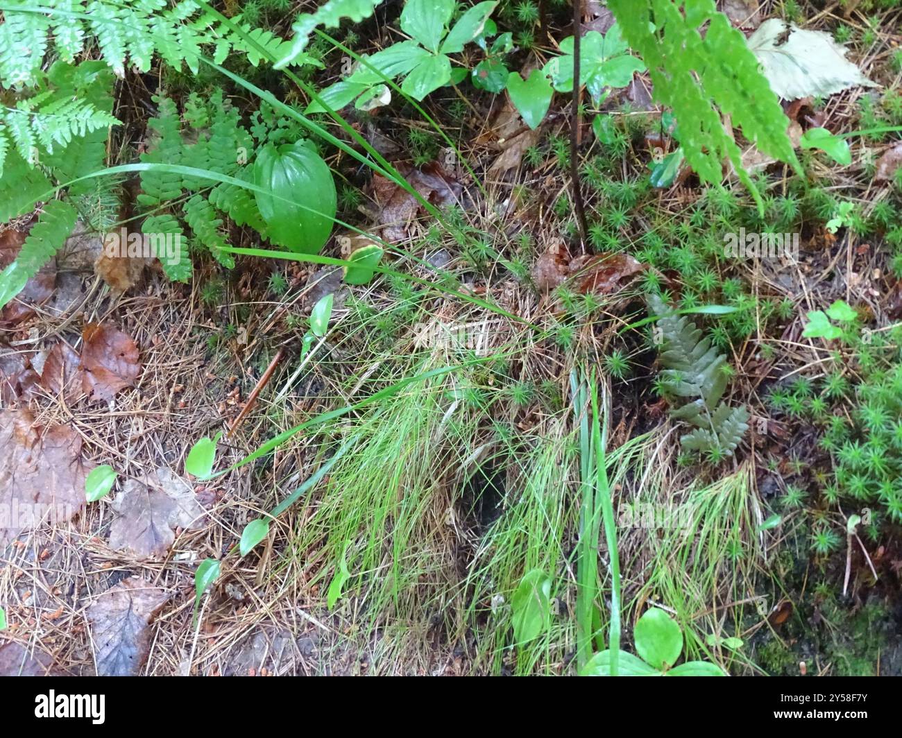 White-grained Mountain-ricegrass (Oryzopsis asperifolia) Plantae Stock ...
