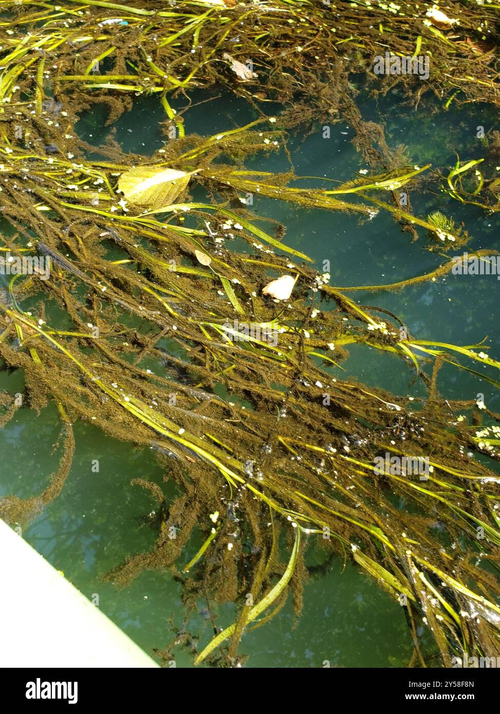 plants (Plantae) Plantae Stock Photo - Alamy