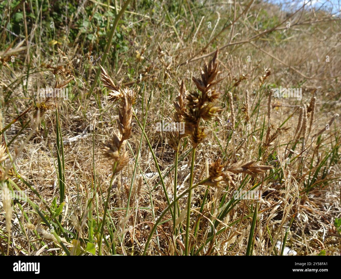 sand sedge (Carex arenaria) Plantae Stock Photo - Alamy