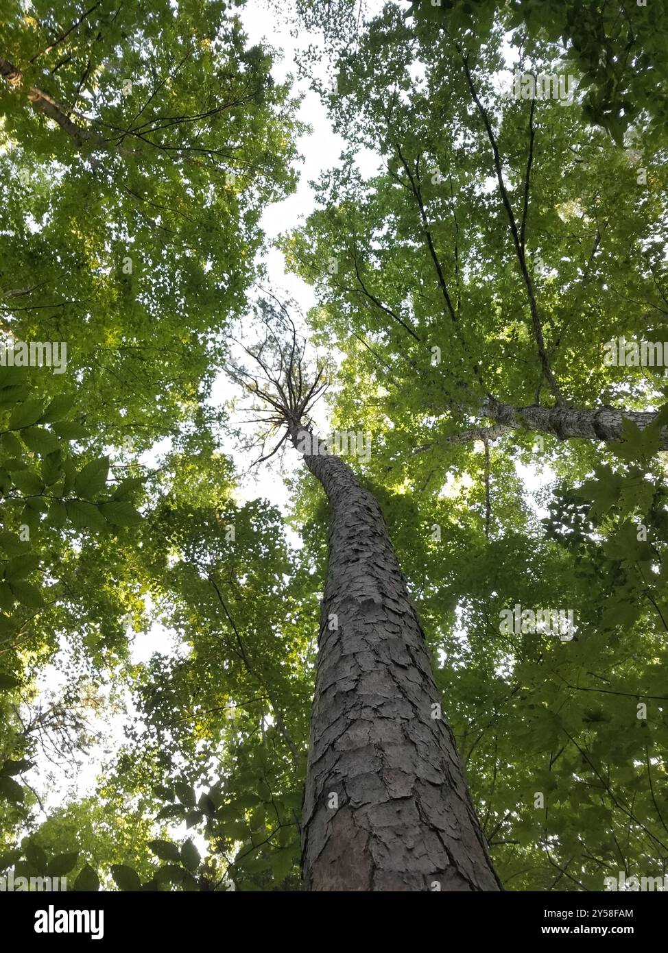 shortleaf pine (Pinus echinata) Plantae Stock Photo - Alamy