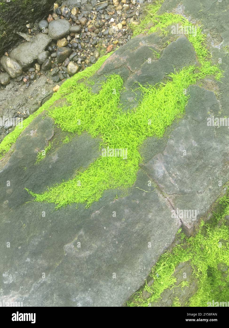 Gutweed (Ulva intestinalis) Plantae Stock Photo - Alamy