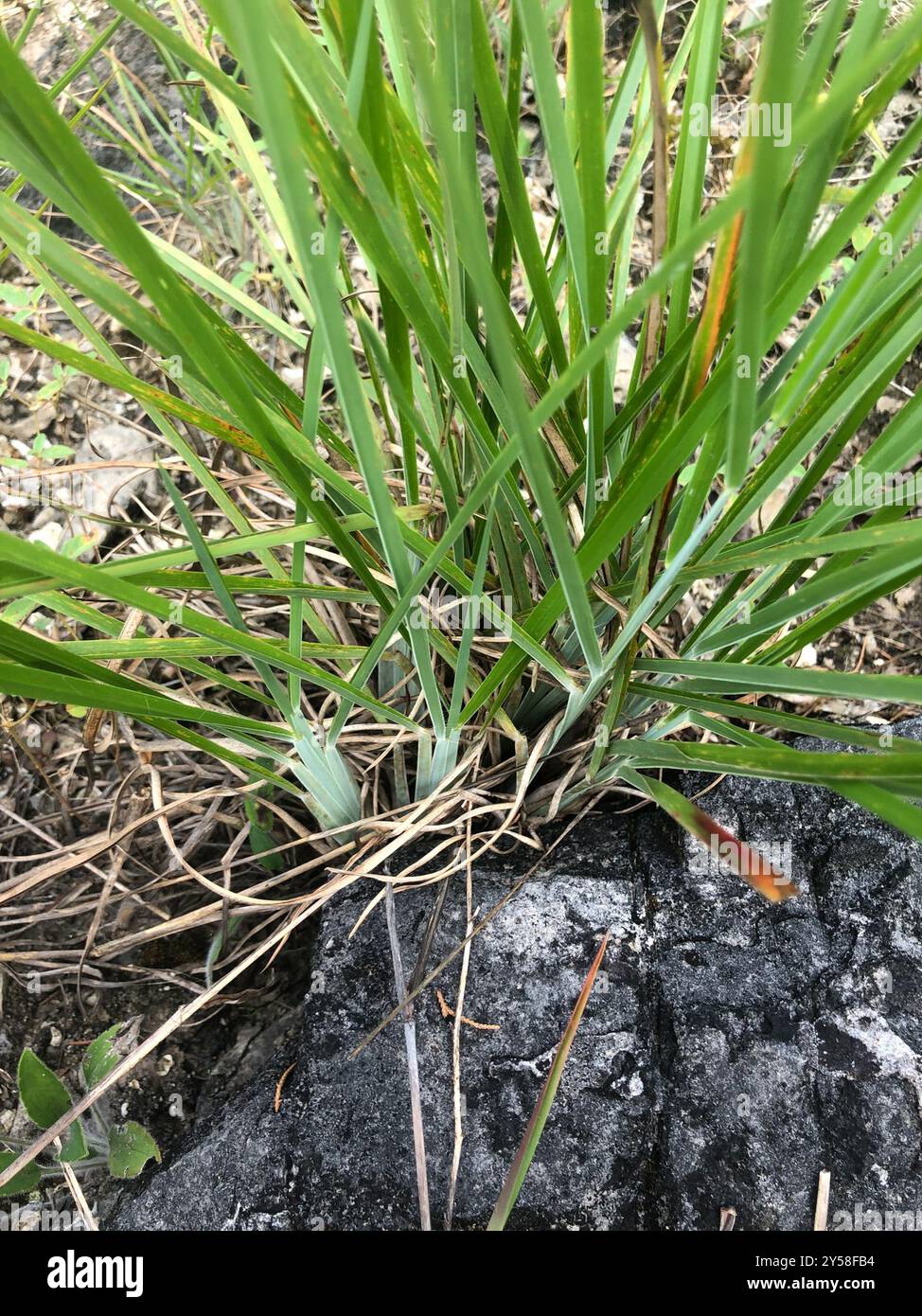 bluestems, lemon grasses, silvergrasses, and allies (Andropogoneae ...