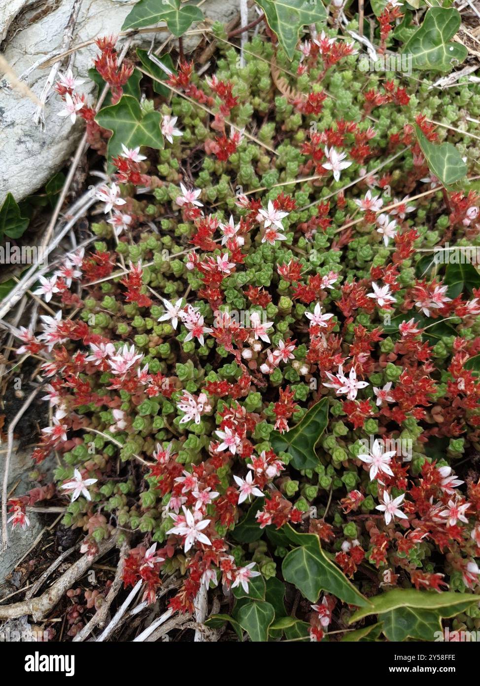 English Stonecrop (Sedum anglicum) Plantae Stock Photo - Alamy