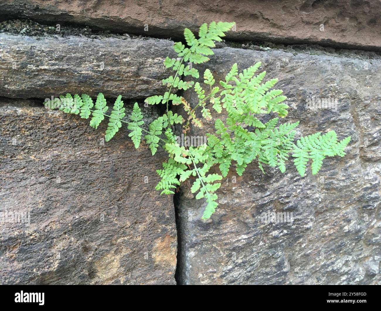 ferns (Polypodiopsida) Plantae Stock Photo - Alamy