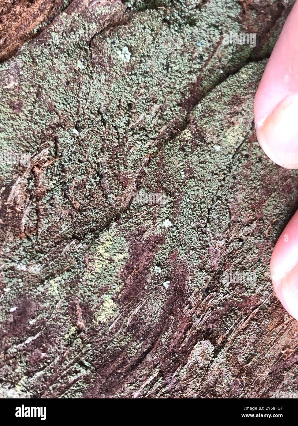 Fluffy Dust Lichen (Lepraria finkii) Fungi Stock Photo - Alamy