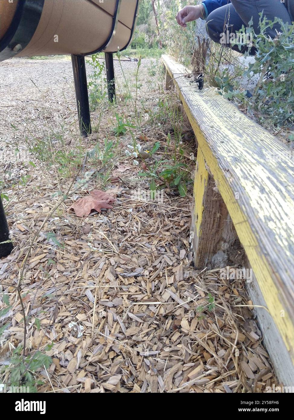 False Hawkbit (Urospermum picroides) Plantae Stock Photo - Alamy