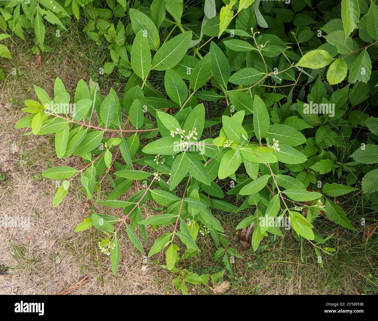hemp dogbane (Apocynum cannabinum) Plantae Stock Photo - Alamy