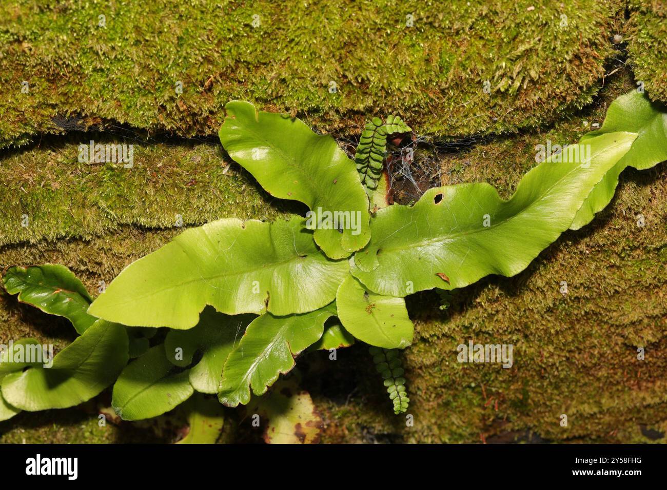 Hart's-tongue fern (Asplenium scolopendrium) Plantae Stock Photo - Alamy