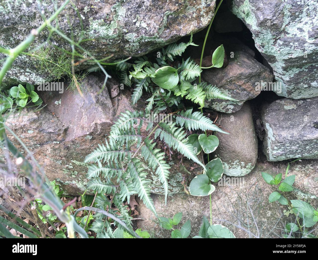 Japanese painted fern (Athyrium niponicum) Plantae Stock Photo - Alamy
