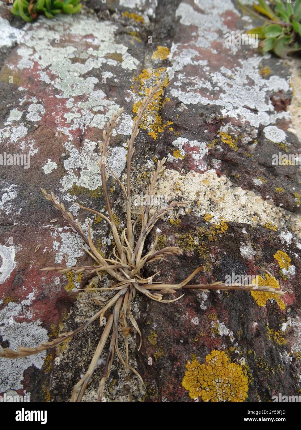Sea Fern-grass (Catapodium marinum) Plantae Stock Photo - Alamy