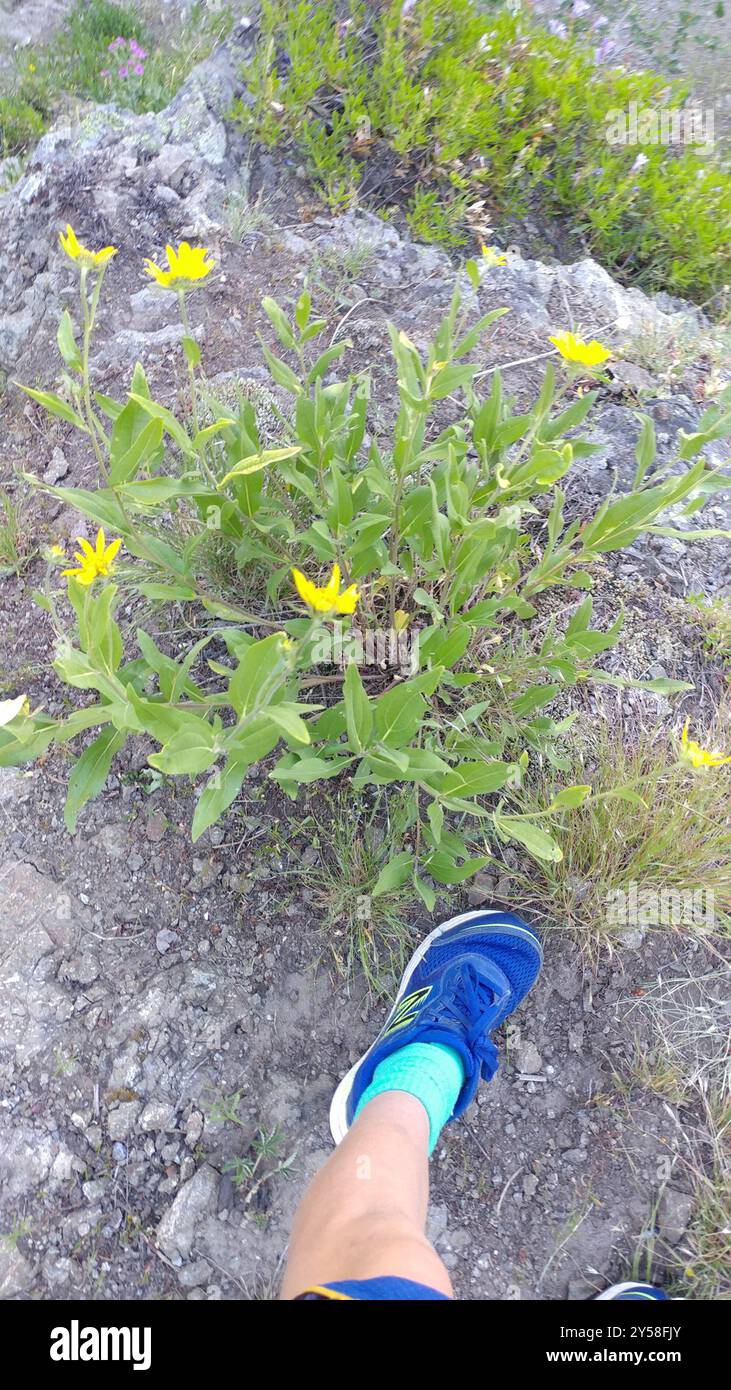 northern mule's ears (Wyethia amplexicaulis) Plantae Stock Photo - Alamy