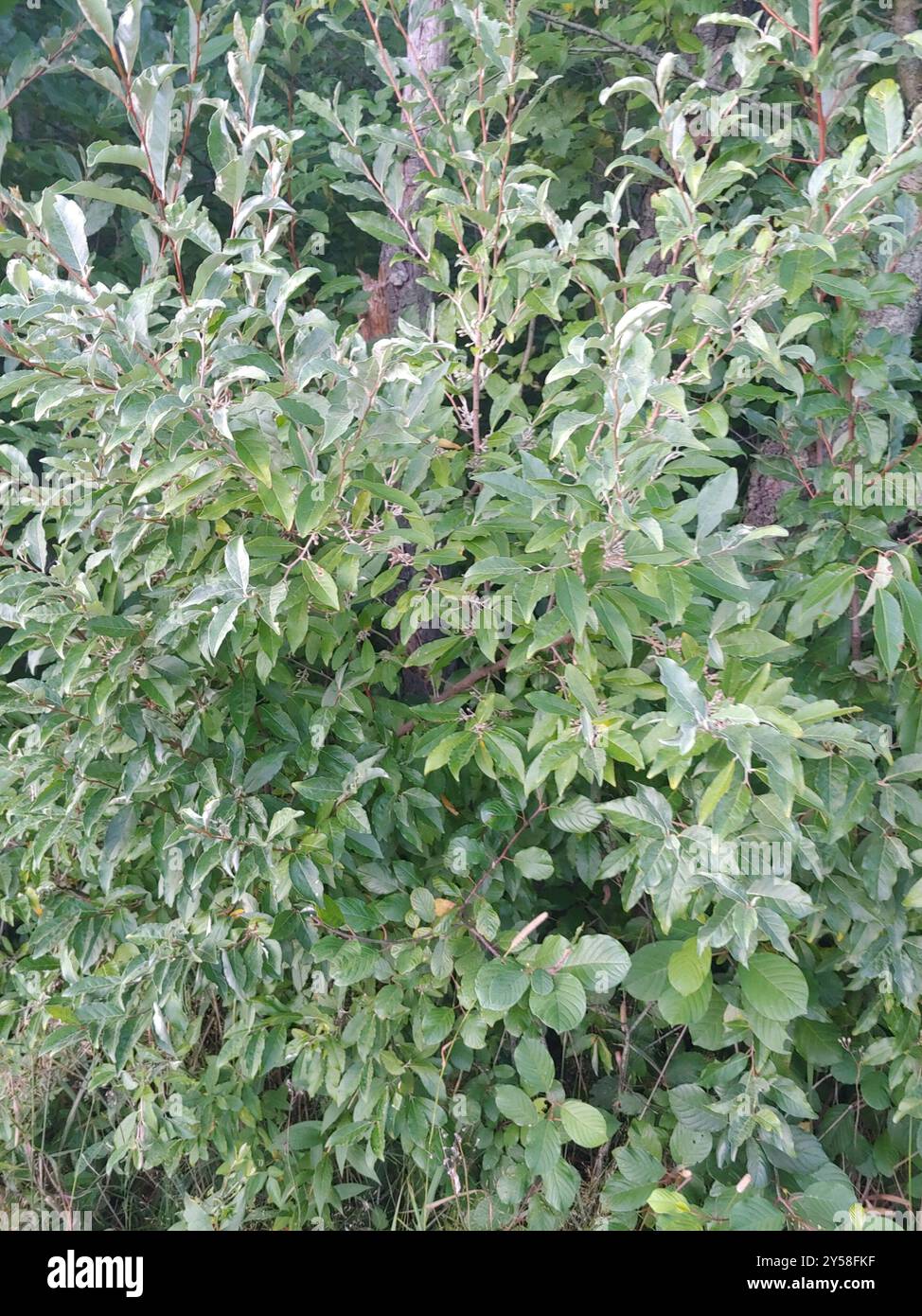 autumn olive (Elaeagnus umbellata) Plantae Stock Photo - Alamy