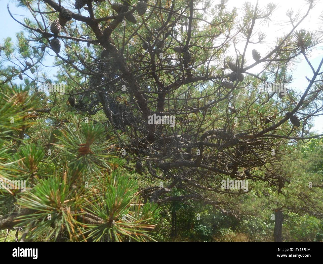 pitch pine (Pinus rigida) Plantae Stock Photo - Alamy