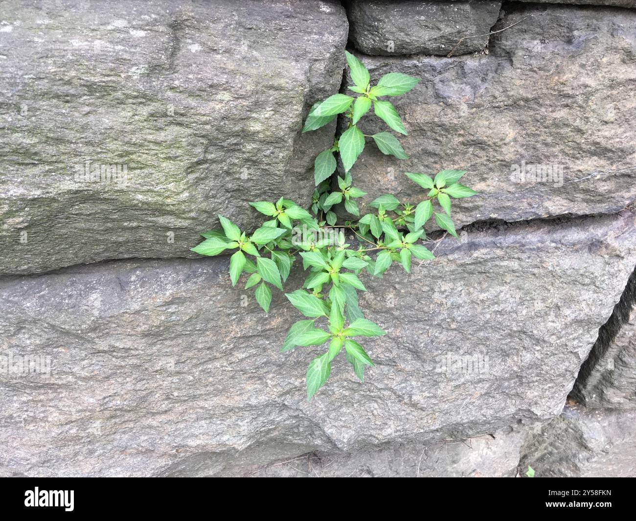 common copperleaf (Acalypha rhomboidea) Plantae Stock Photo - Alamy