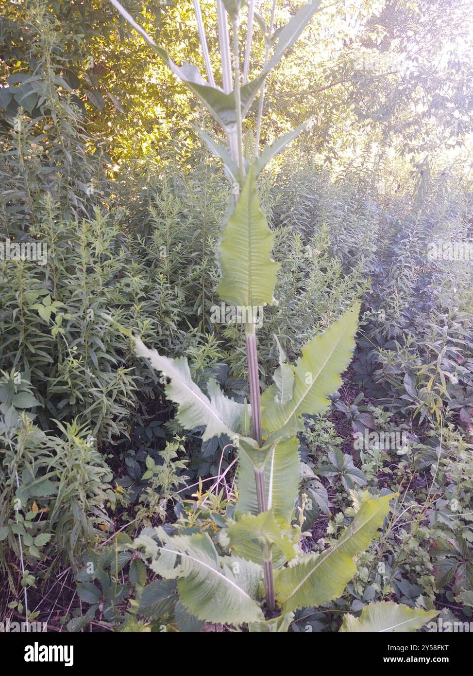 cutleaf teasel (Dipsacus laciniatus) Plantae Stock Photo - Alamy