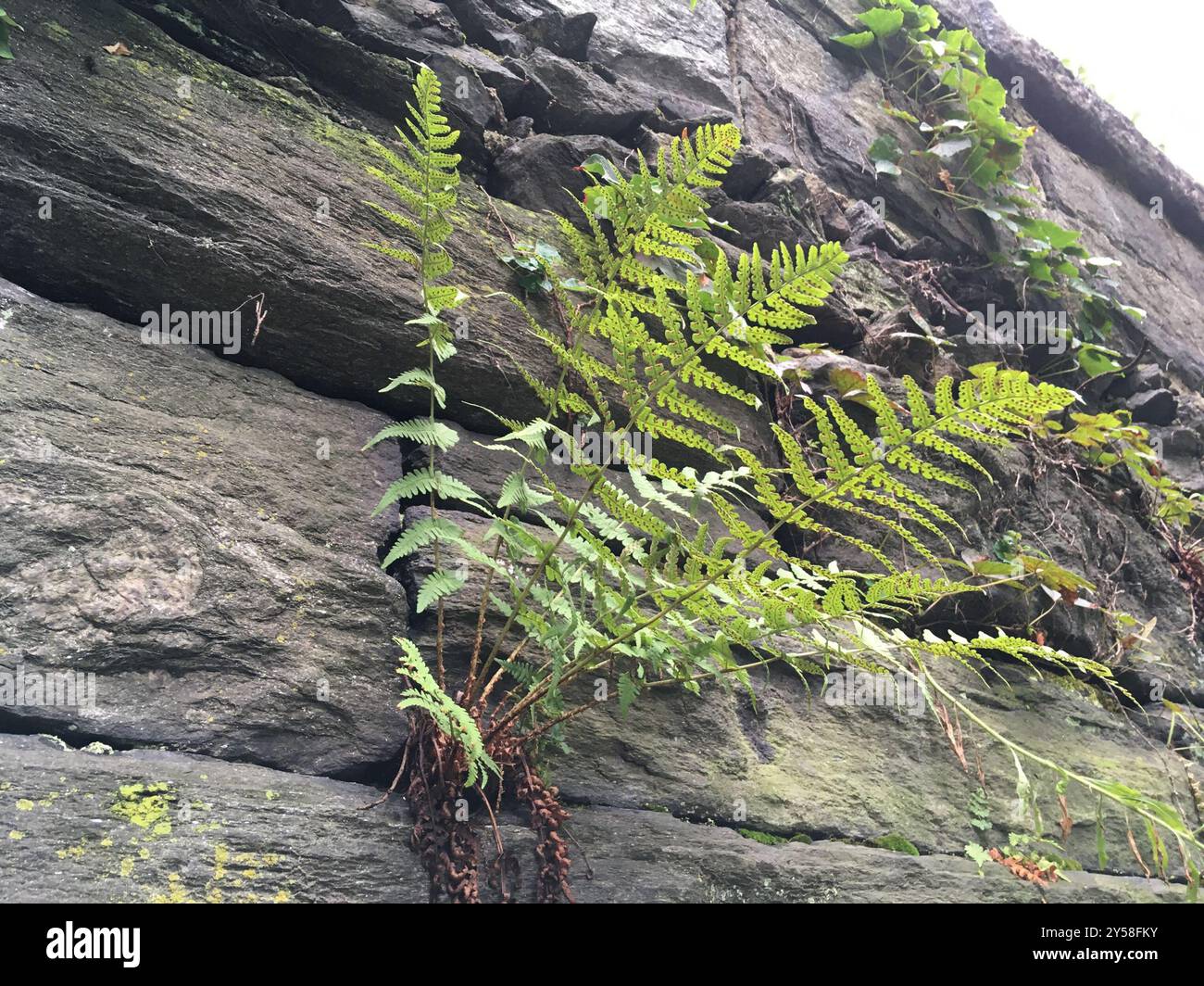 marginal wood fern (Dryopteris marginalis) Plantae Stock Photo - Alamy