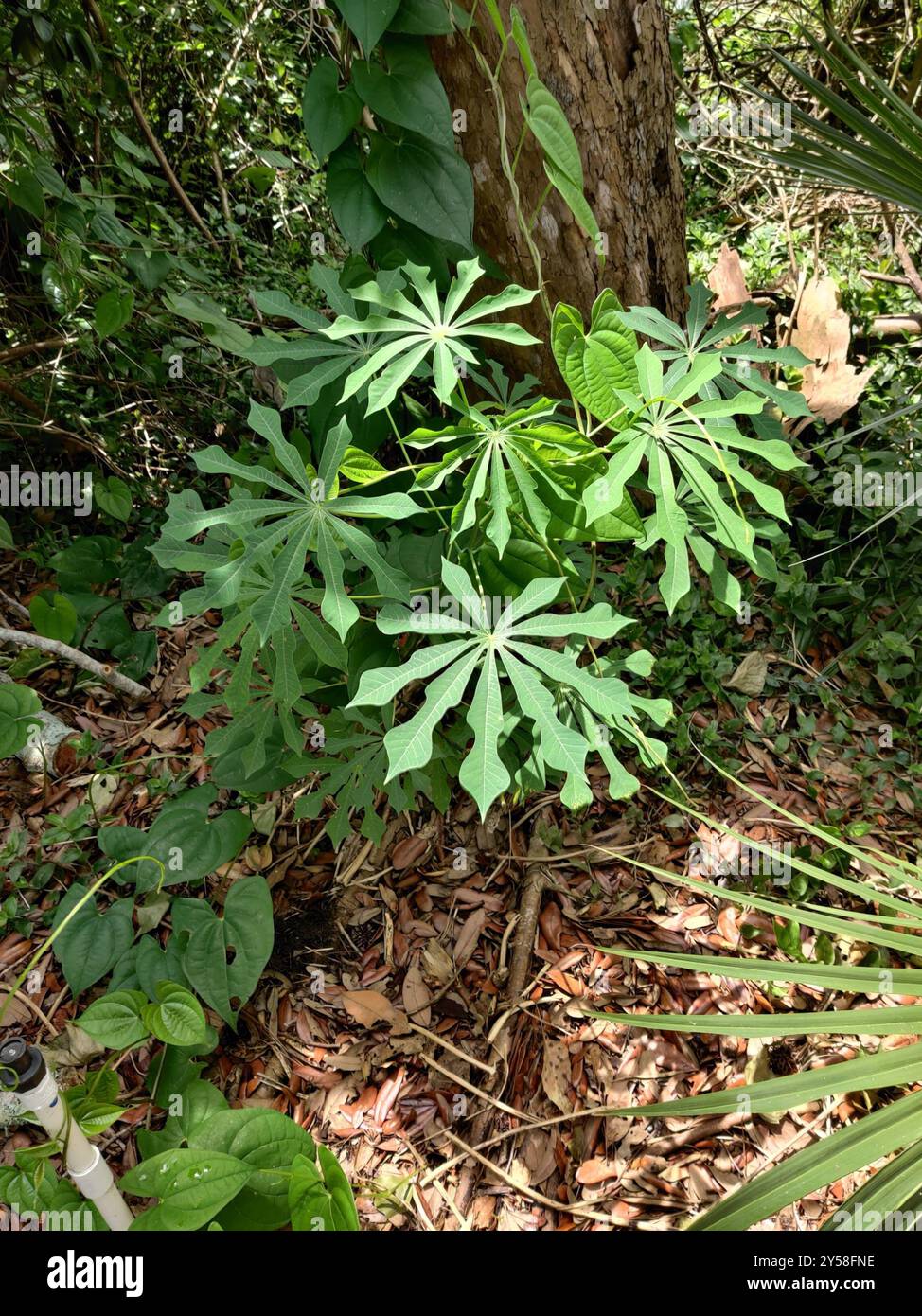 hardy tapioca (Manihot grahamii) Plantae Stock Photo - Alamy