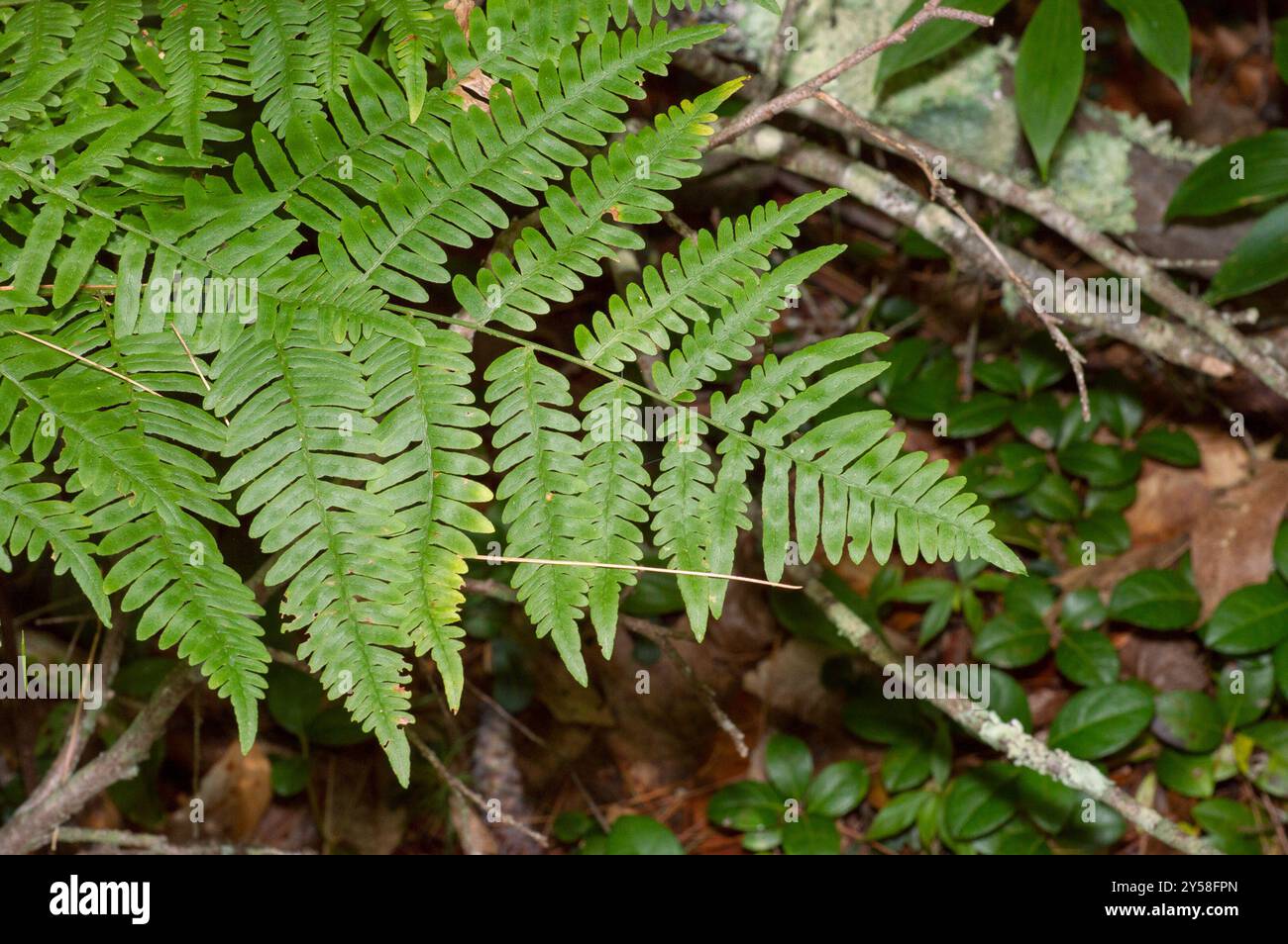 eagle fern (Pteridium aquilinum latiusculum) Plantae Stock Photo - Alamy