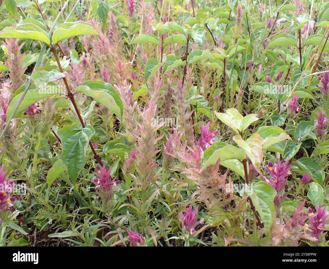 Field Cow-wheat (Melampyrum arvense) Plantae Stock Photo - Alamy