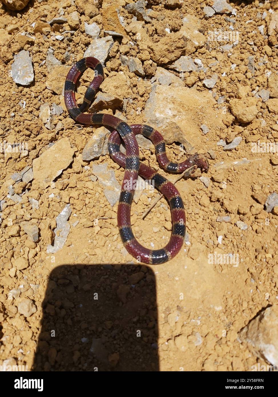 Central American Coralsnake (Micrurus nigrocinctus) Reptilia Stock ...