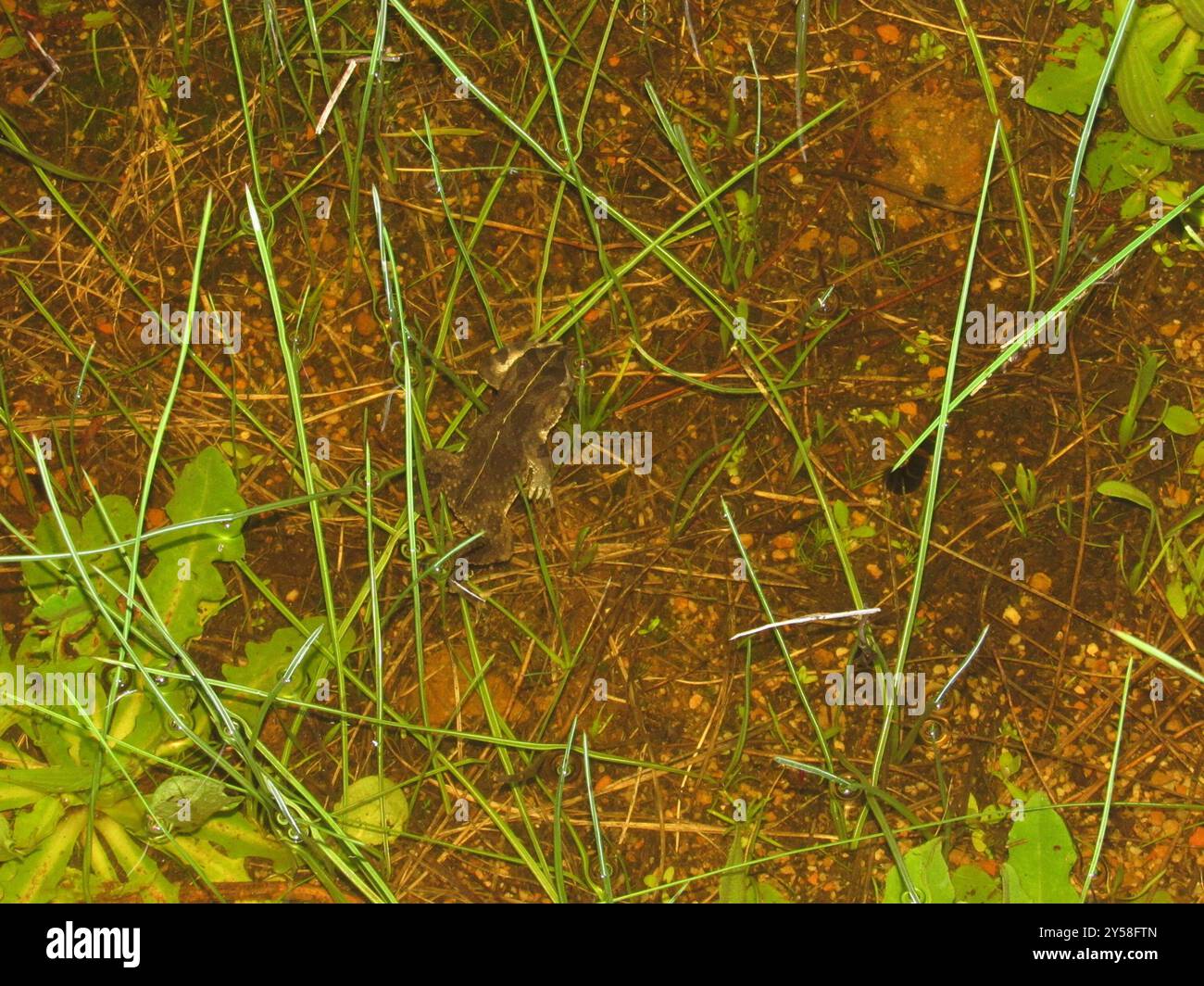 Sand Toad (Vandijkophrynus angusticeps) Amphibia Stock Photo - Alamy