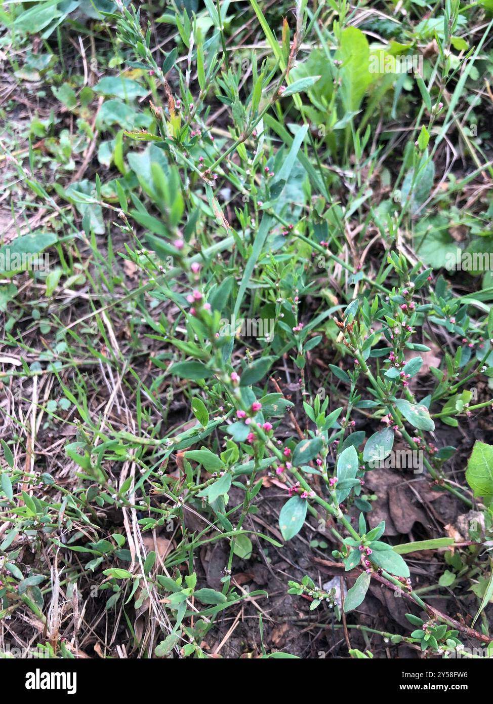 Prostrate Knotweed (Polygonum aviculare) Plantae Stock Photo - Alamy