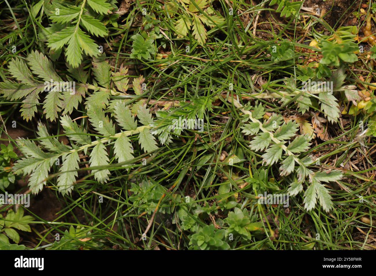 common silverweed (Argentina anserina) Plantae Stock Photo - Alamy
