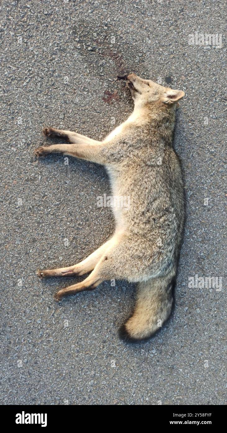 Crab-eating Fox (Cerdocyon thous) Mammalia Stock Photo - Alamy