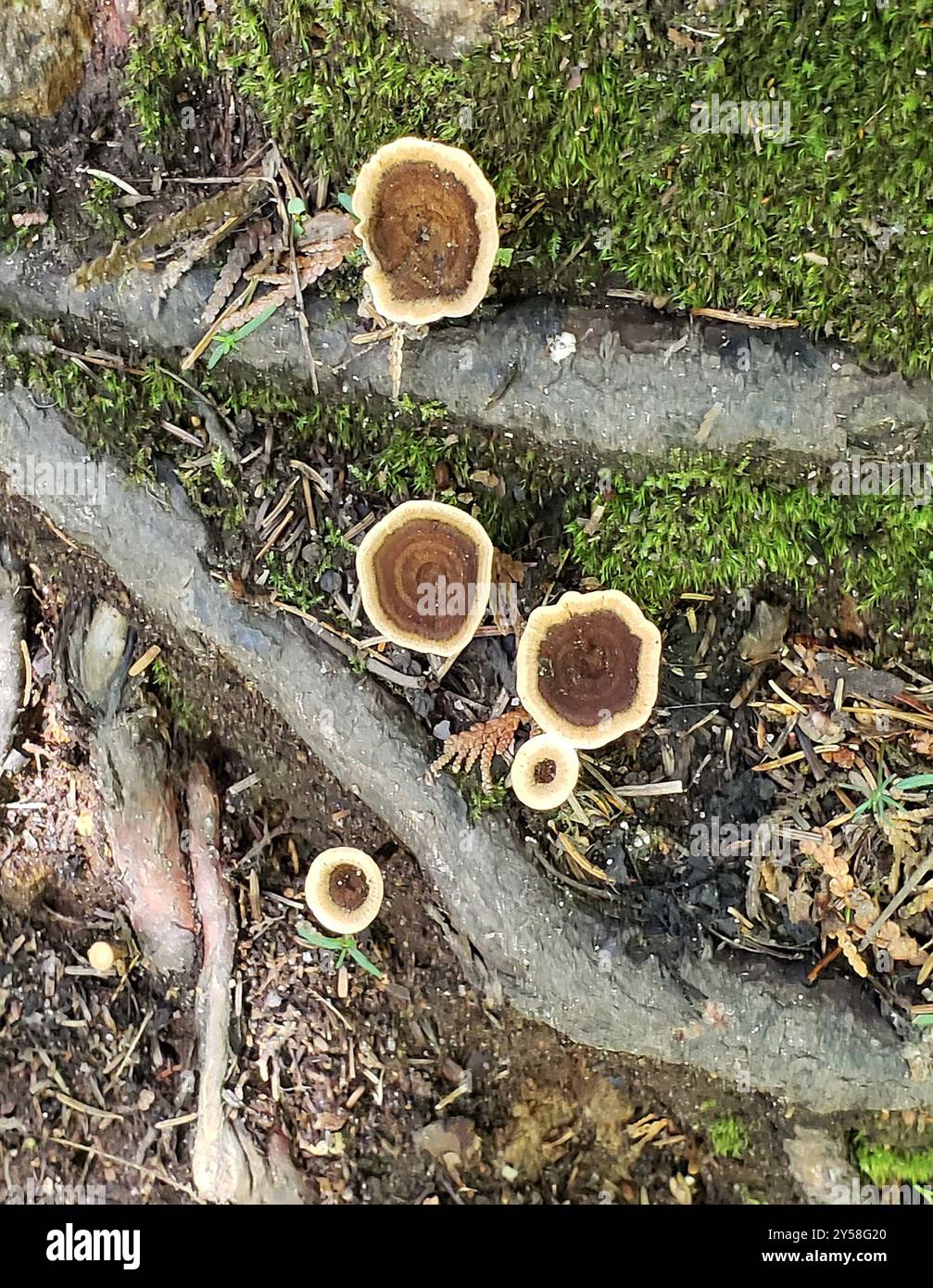 Brown Funnel Polypore (Coltricia perennis) Fungi Stock Photo - Alamy