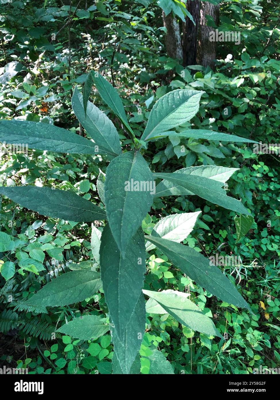 dicots (Magnoliopsida) Plantae Stock Photo - Alamy