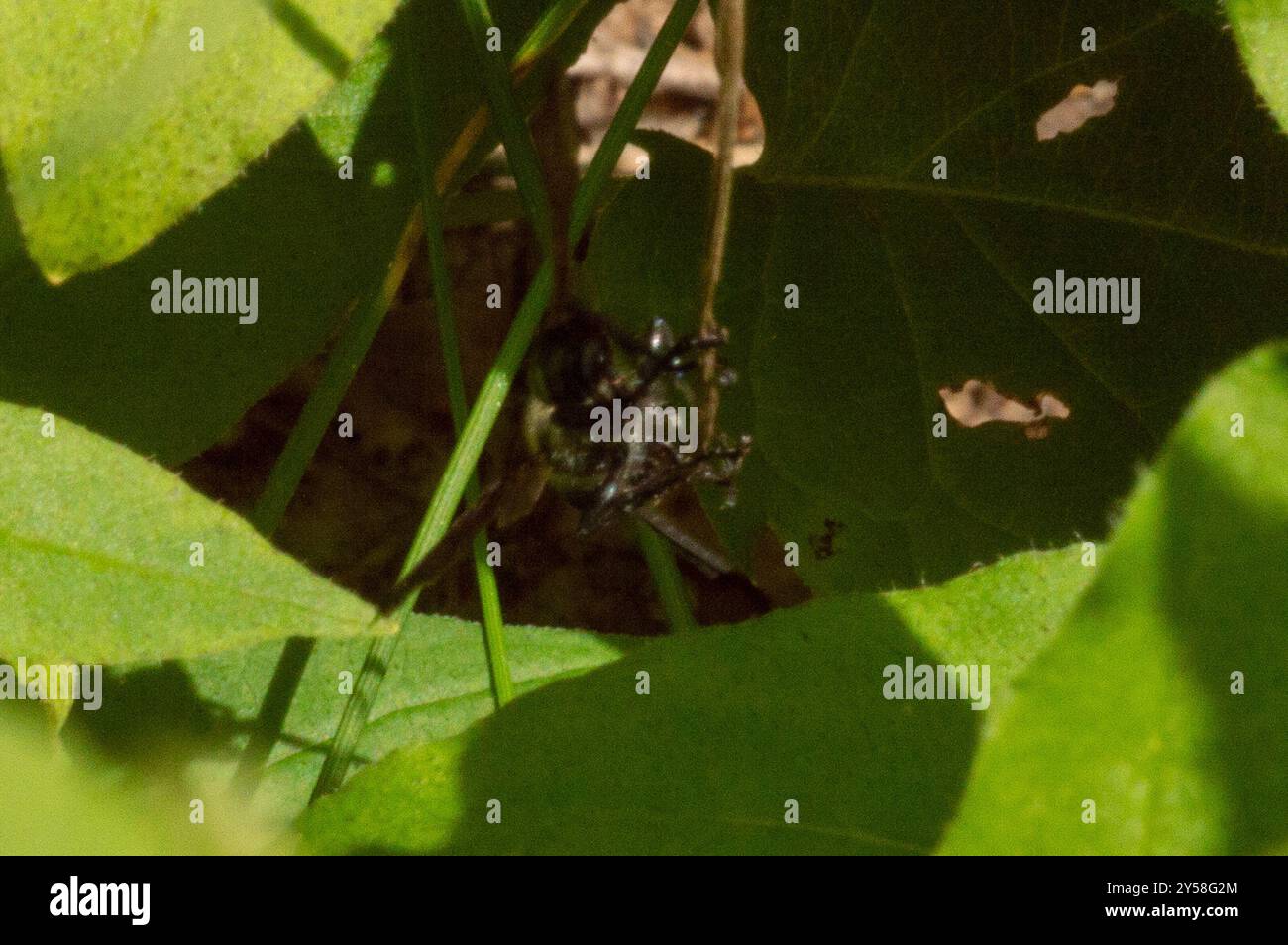 Mexican Grass-carrying Wasp (Isodontia mexicana) Insecta Stock Photo ...