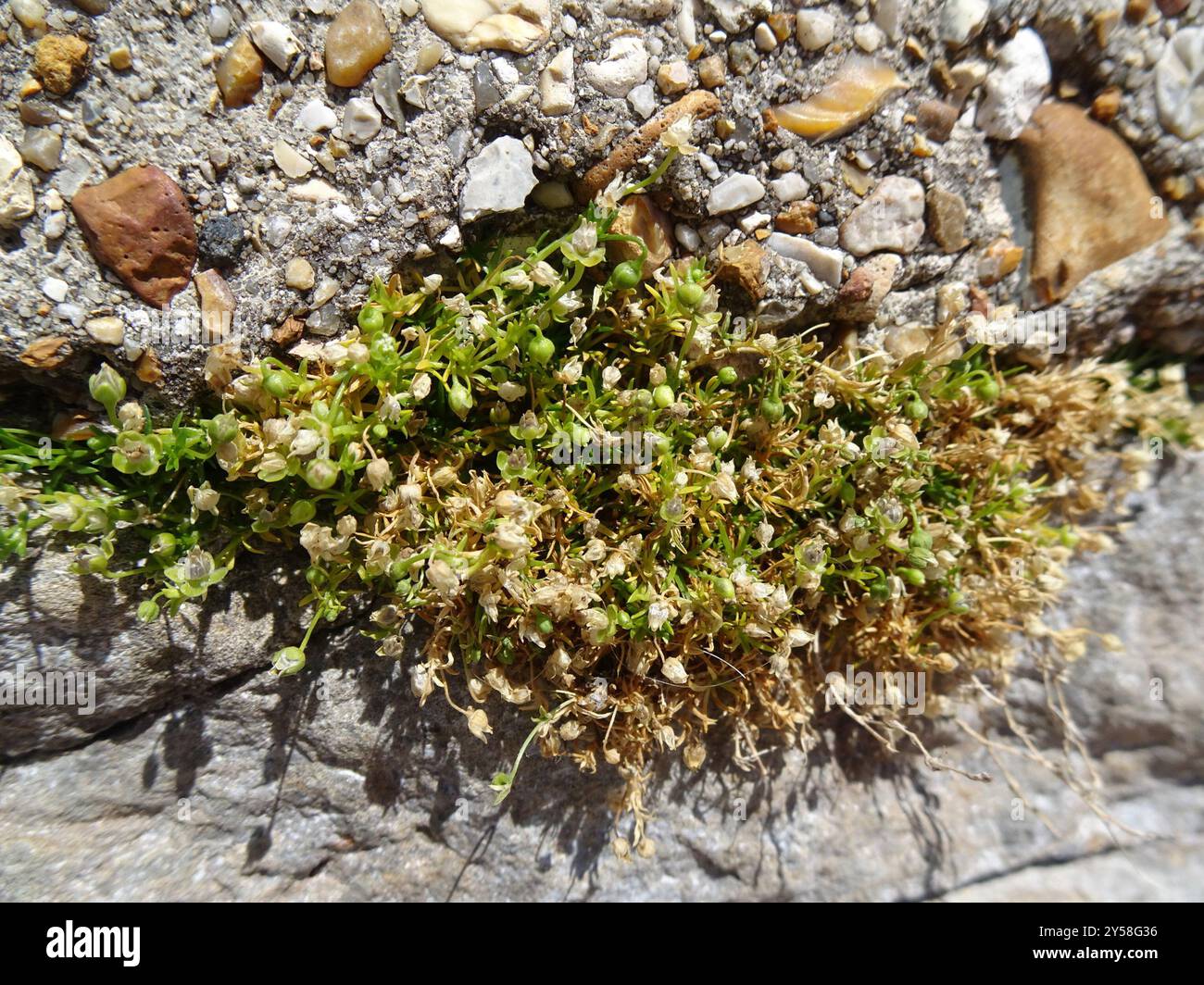 Procumbent Pearlwort (Sagina procumbens) Plantae Stock Photo - Alamy