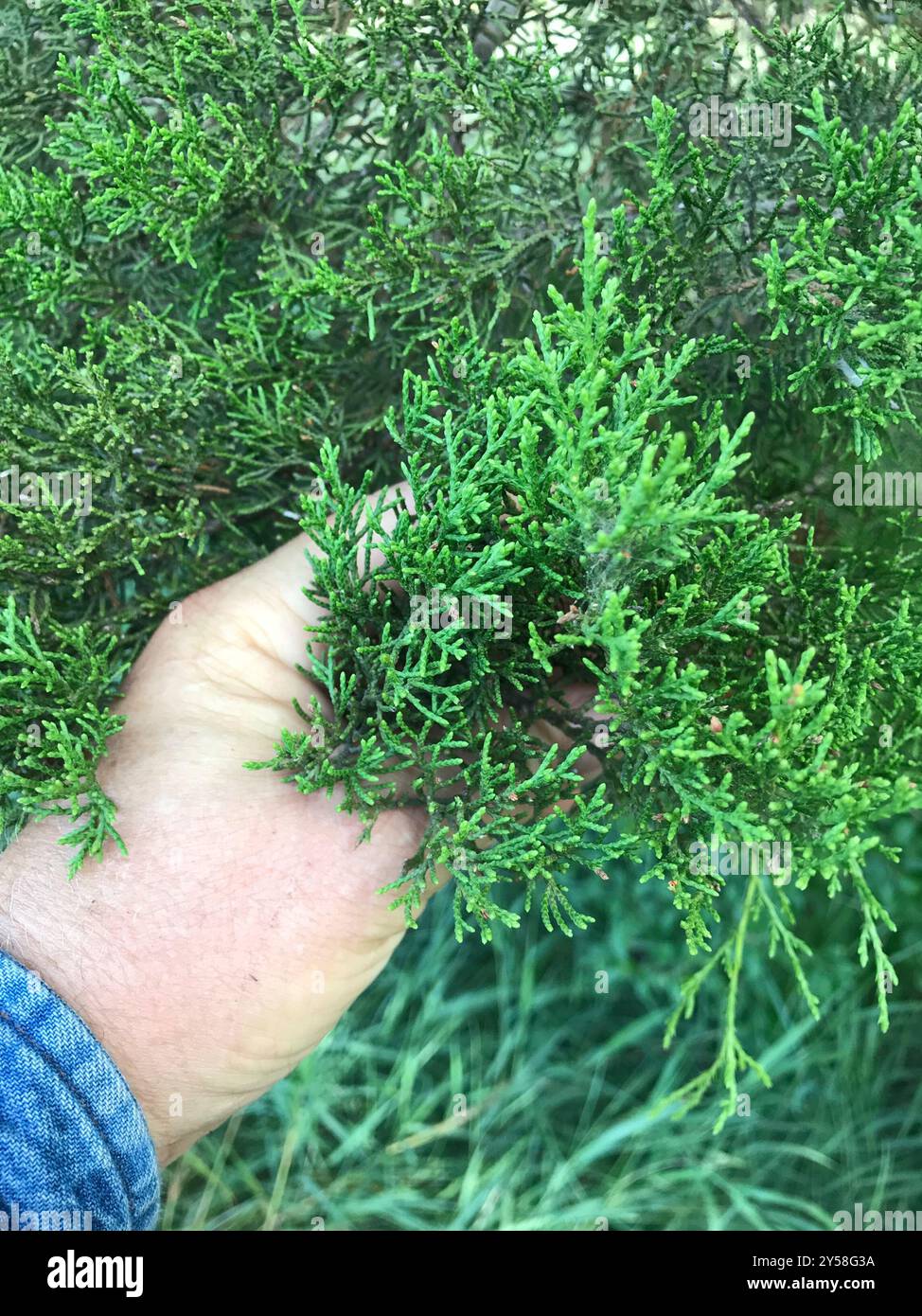 Ashe juniper (Juniperus ashei) Plantae Stock Photo - Alamy