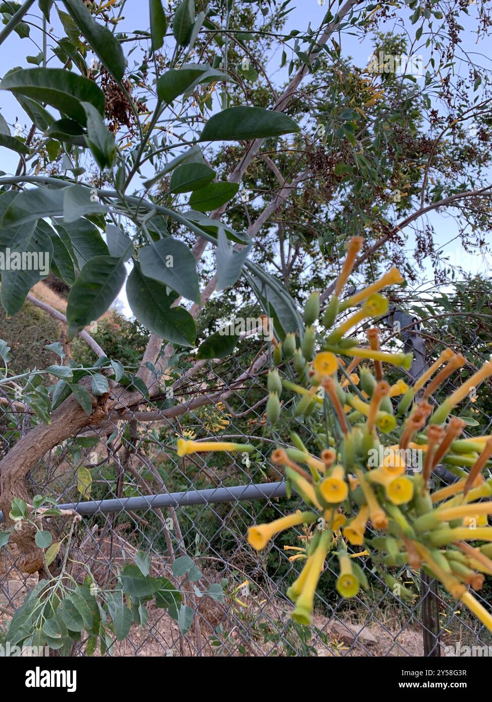 tree tobacco (Nicotiana glauca) Plantae Stock Photo - Alamy