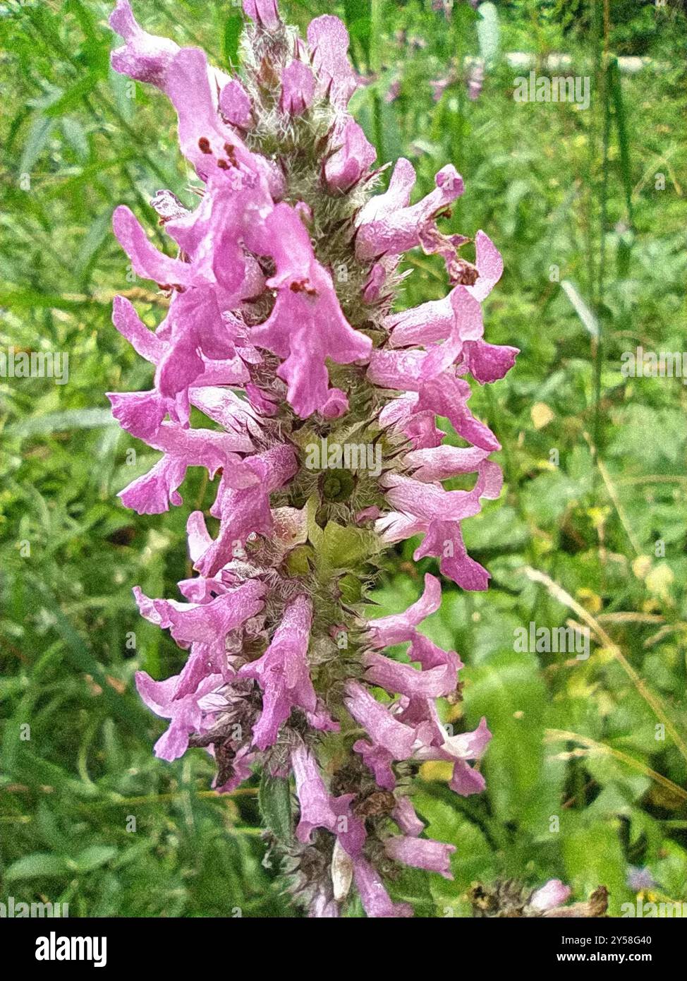 common hedge-nettle (Betonica officinalis) Plantae Stock Photo - Alamy