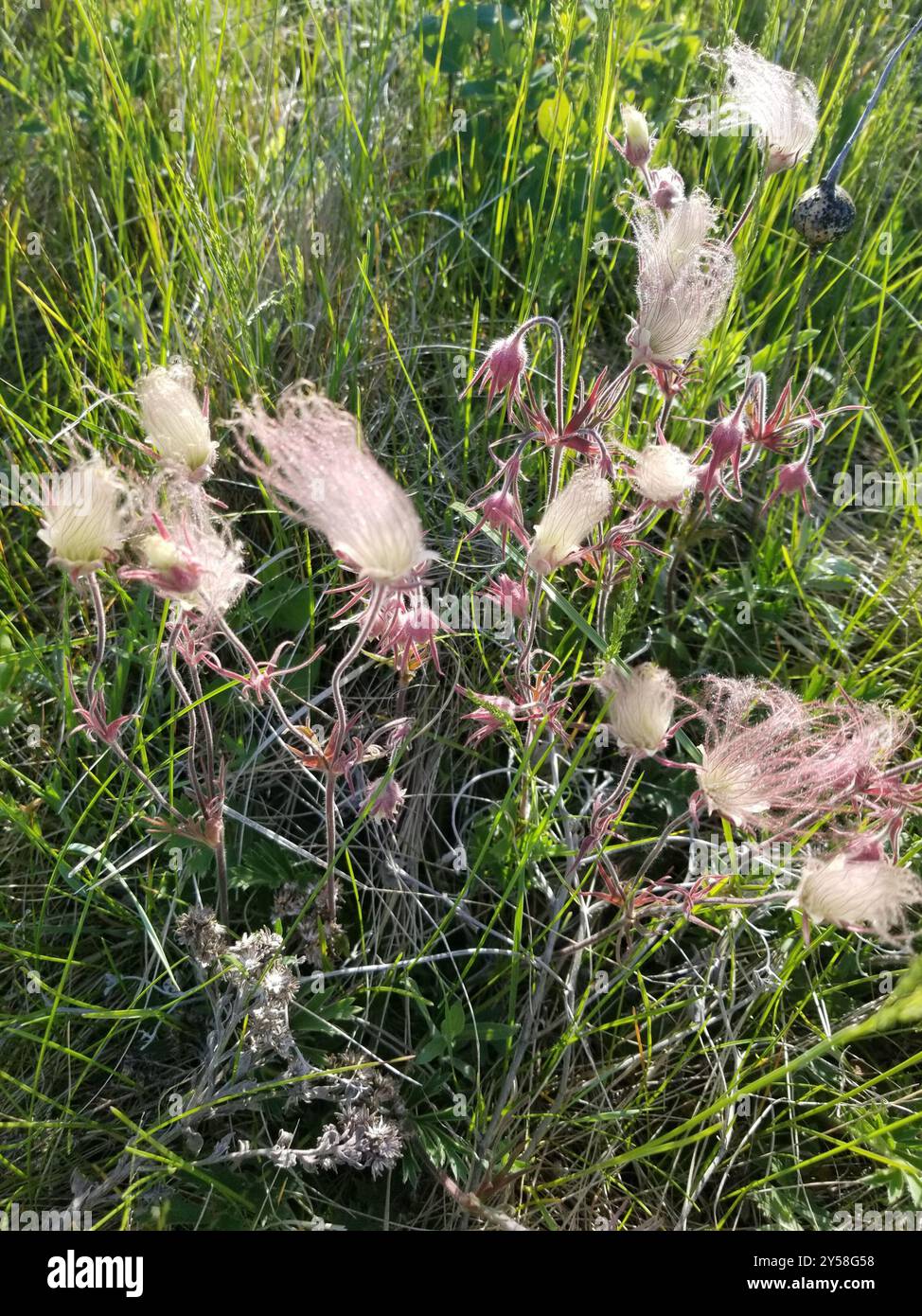 prairie smoke (Geum triflorum) Plantae Stock Photo - Alamy