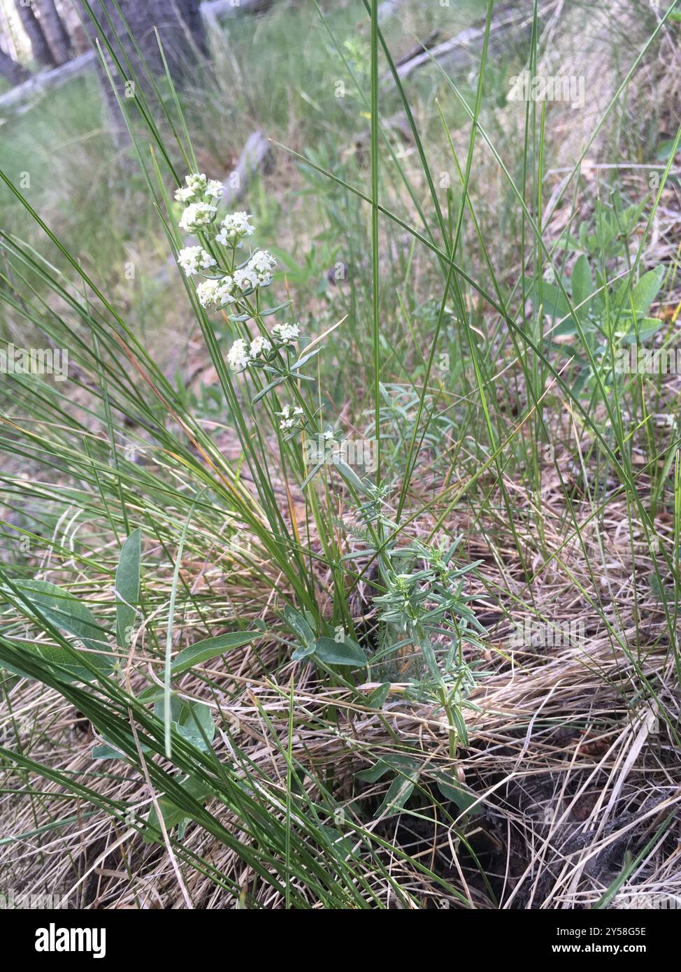 Northern Bedstraw (Galium boreale) Plantae Stock Photo - Alamy