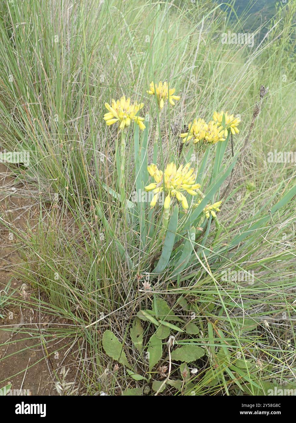 Krauss' Grass Aloe (Aloe kraussii) Plantae Stock Photo - Alamy