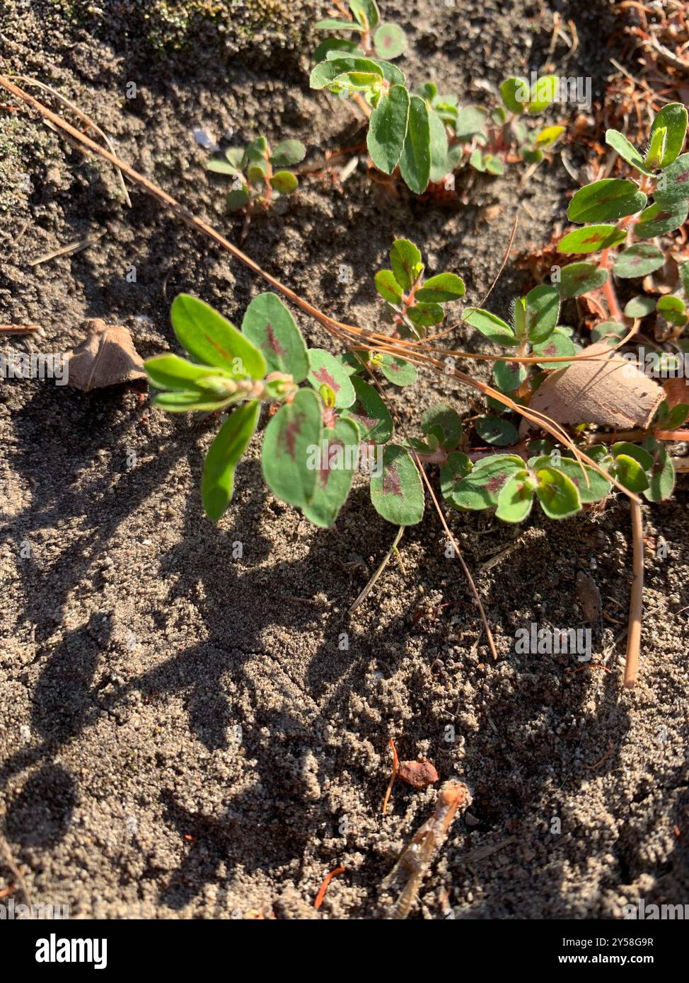 Spotted spurge (Euphorbia maculata) Plantae Stock Photo - Alamy