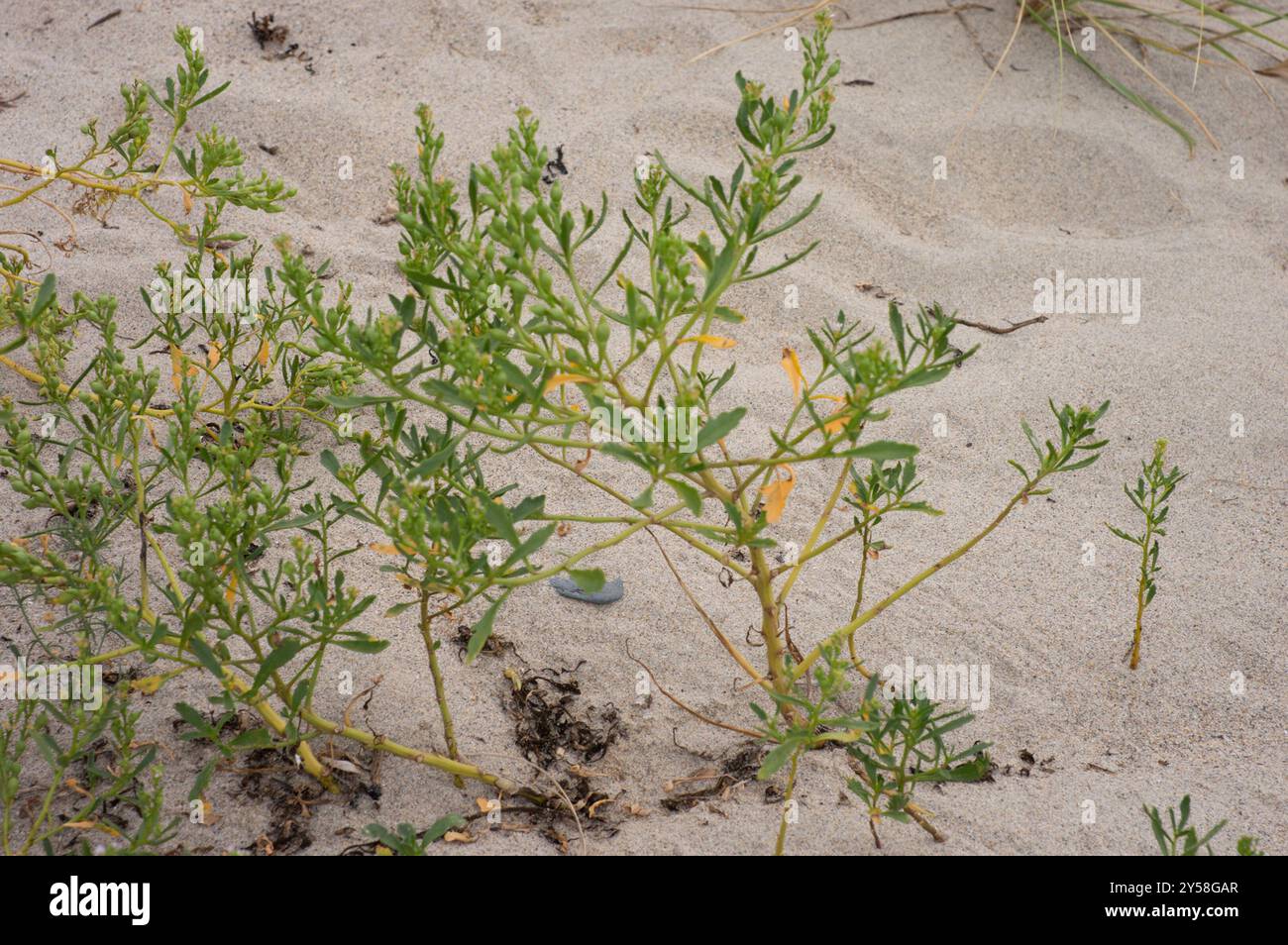 American searocket (Cakile edentula) Plantae Stock Photo - Alamy