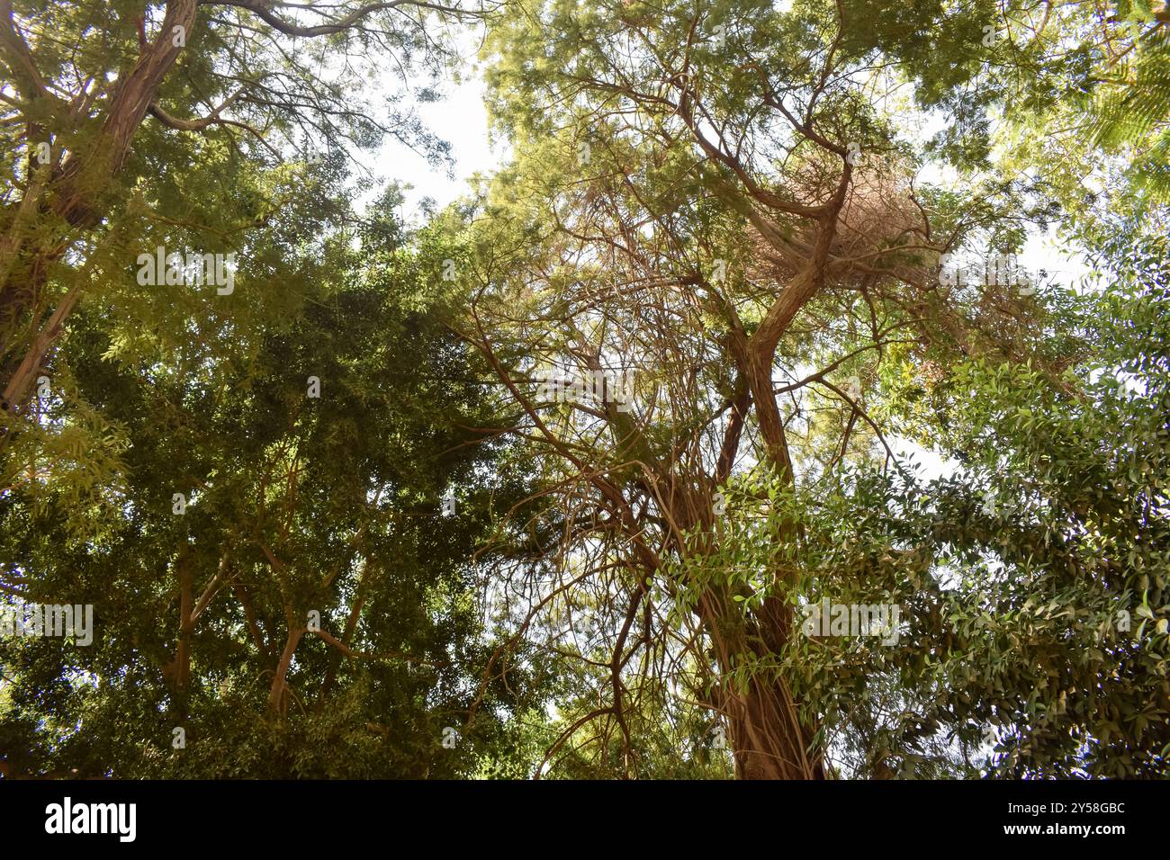 Mighty trees hi-res stock photography and images - Alamy
