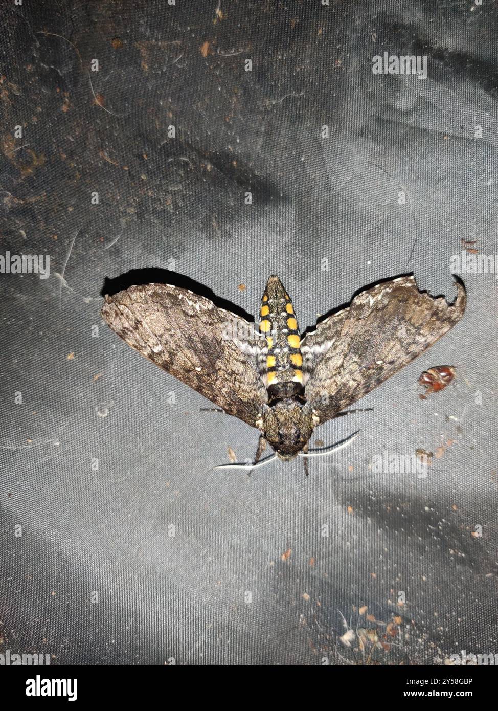 Carolina Sphinx (Manduca sexta) Insecta Stock Photo - Alamy